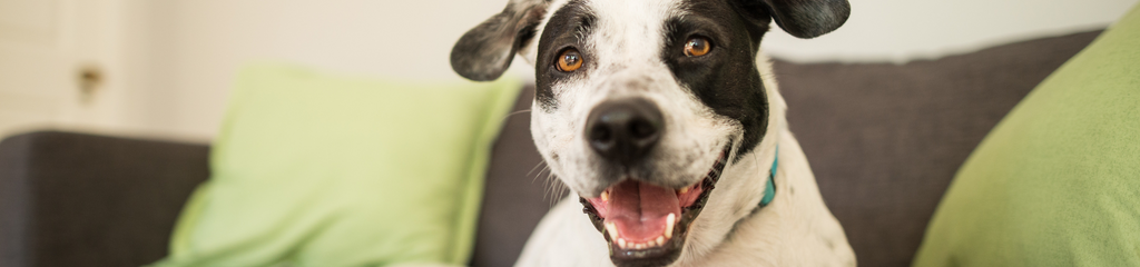 Healthy Fats For Happy Dogs: A Complete Diet Guide